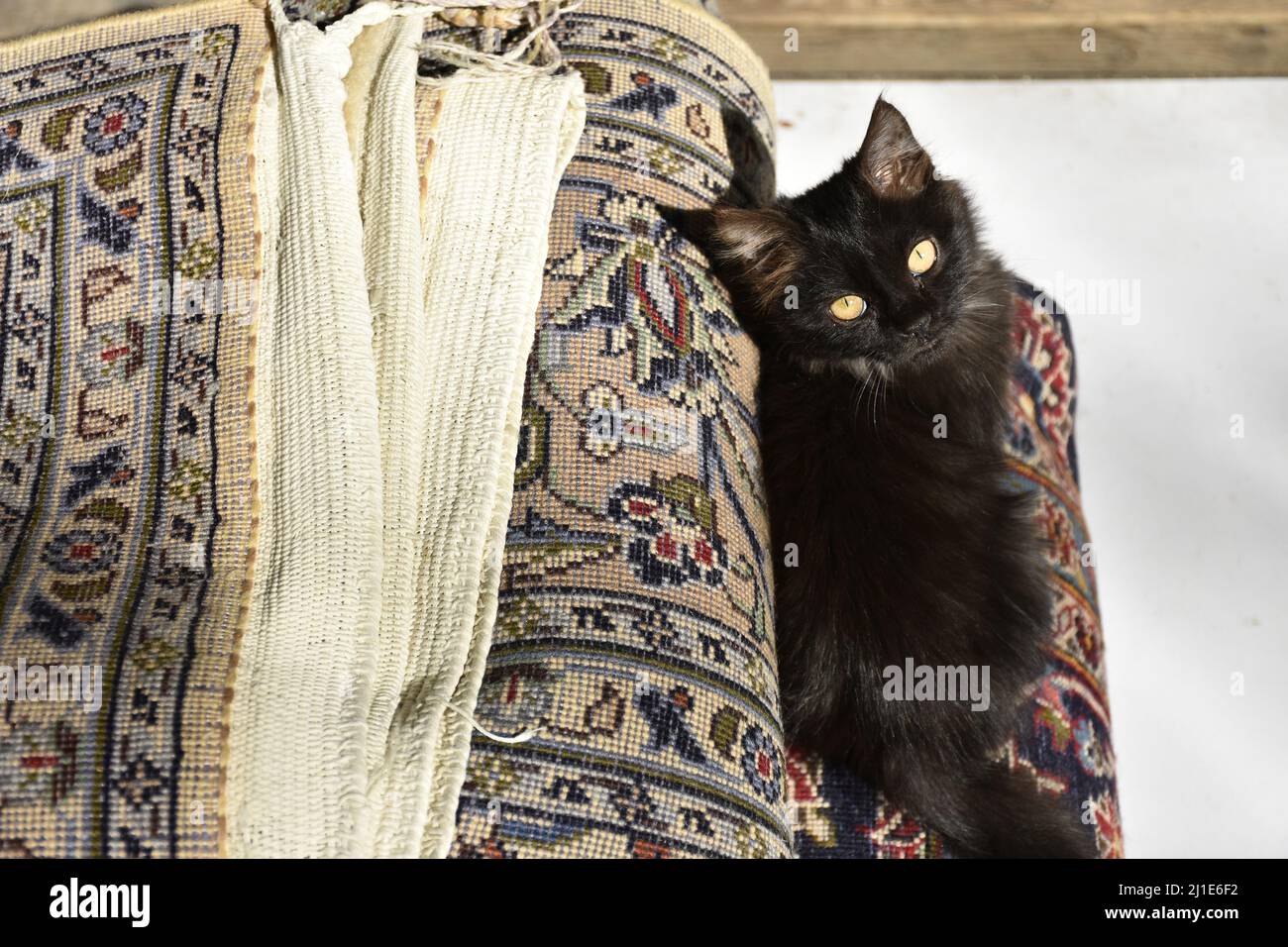 Iran persian cat hi-res stock photography and images - Alamy