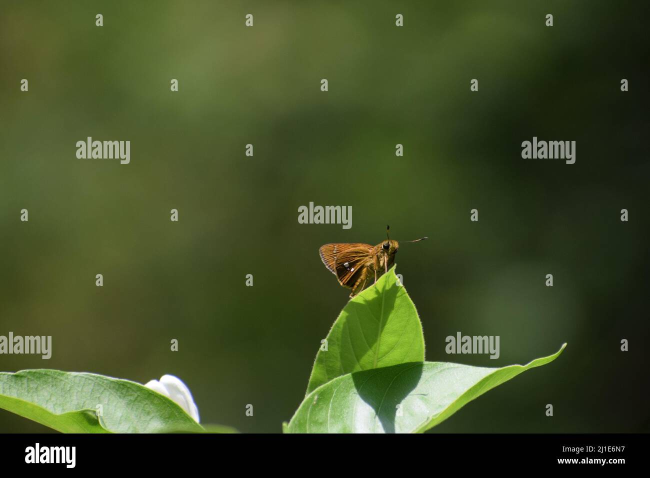 Polytremis eltola hi-res stock photography and images - Alamy