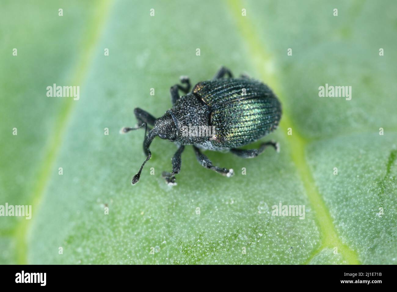 Ceutorhynchus sulcicollis weevil of beetle from family Curculionidae ...