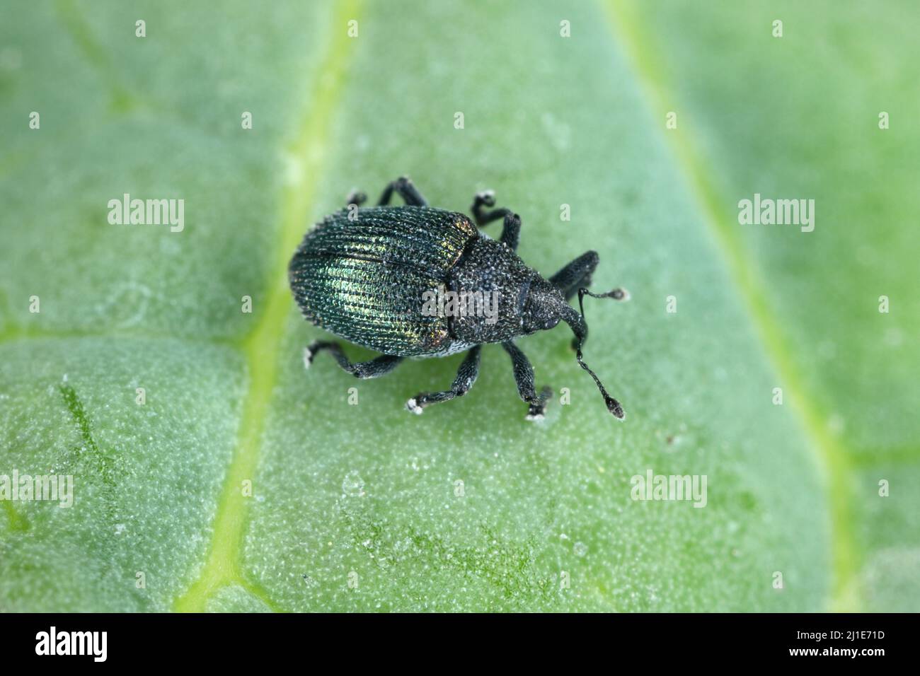 Ceutorhynchus sulcicollis weevil of beetle from family Curculionidae ...