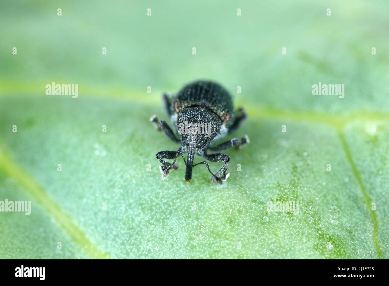 Ceutorhynchus sulcicollis weevil of beetle from family Curculionidae ...