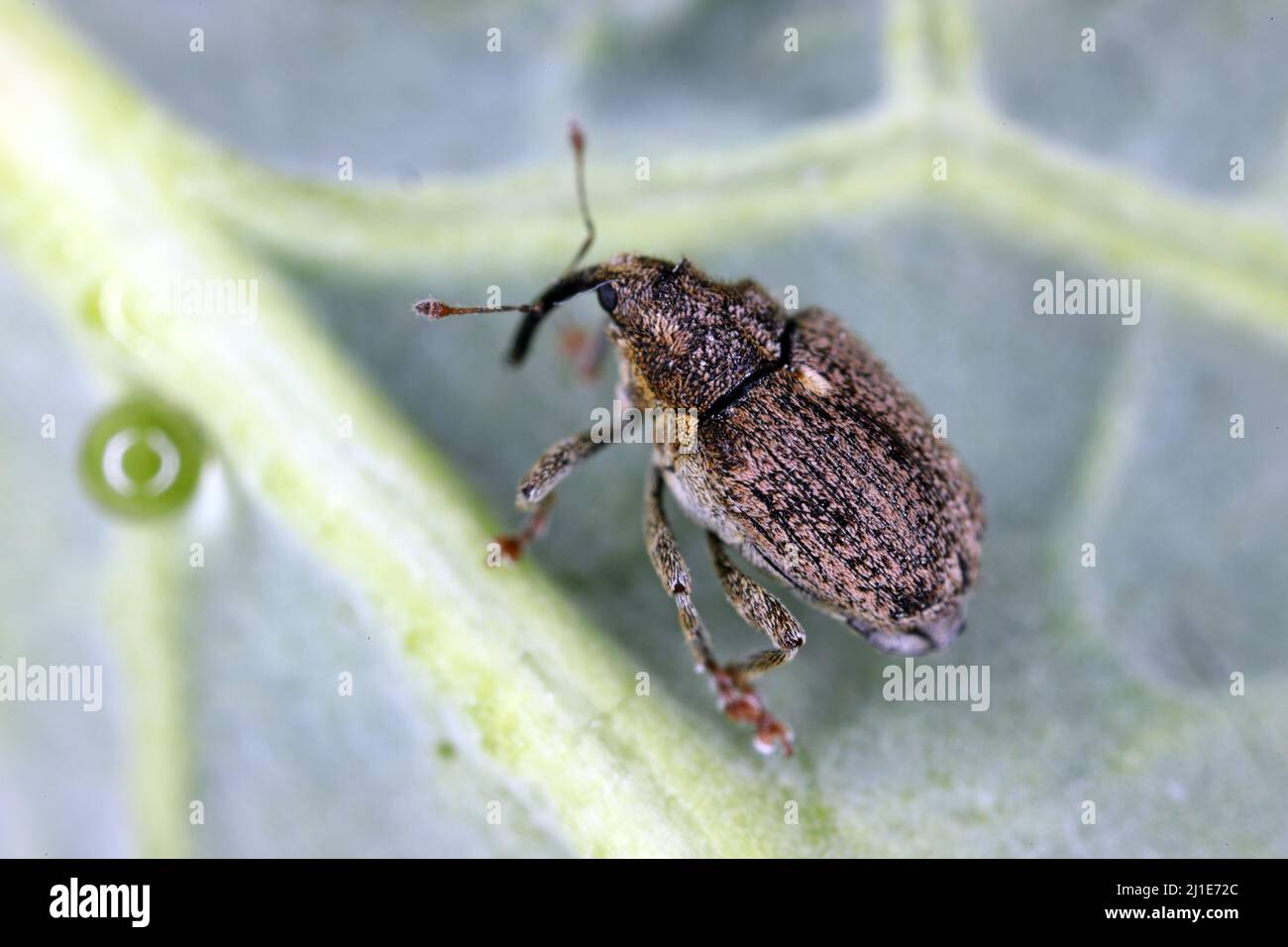 Ceutorhynchus pallidactylus (formerly quadridens) Cabbage Stem Weevils ...