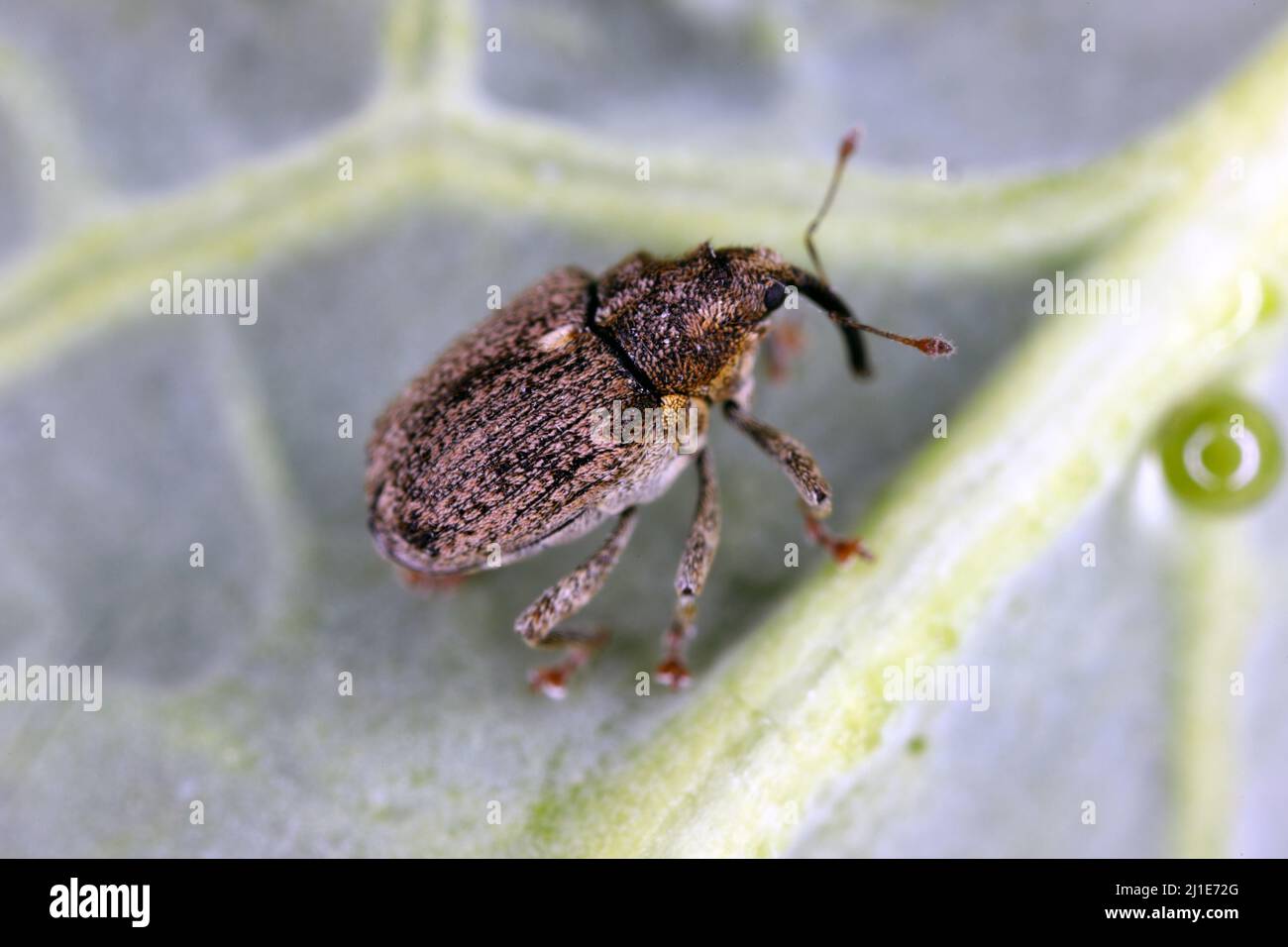 Ceutorhynchus pallidactylus (formerly quadridens) Cabbage Stem Weevils ...