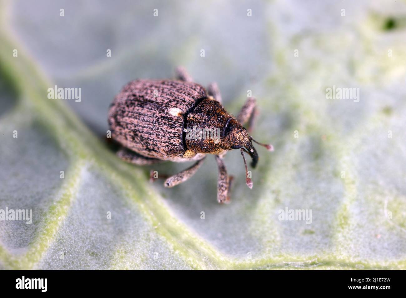 Ceutorhynchus pallidactylus (formerly quadridens) Cabbage Stem Weevils ...