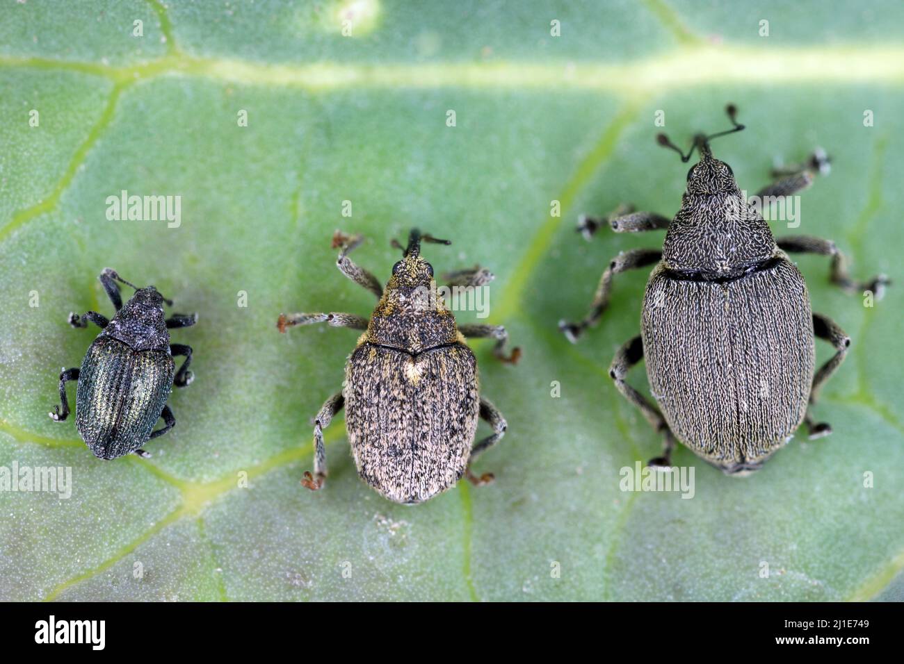 From left Ceutorhynchus sulcicollis, pallidactylus and napi - weevils ...