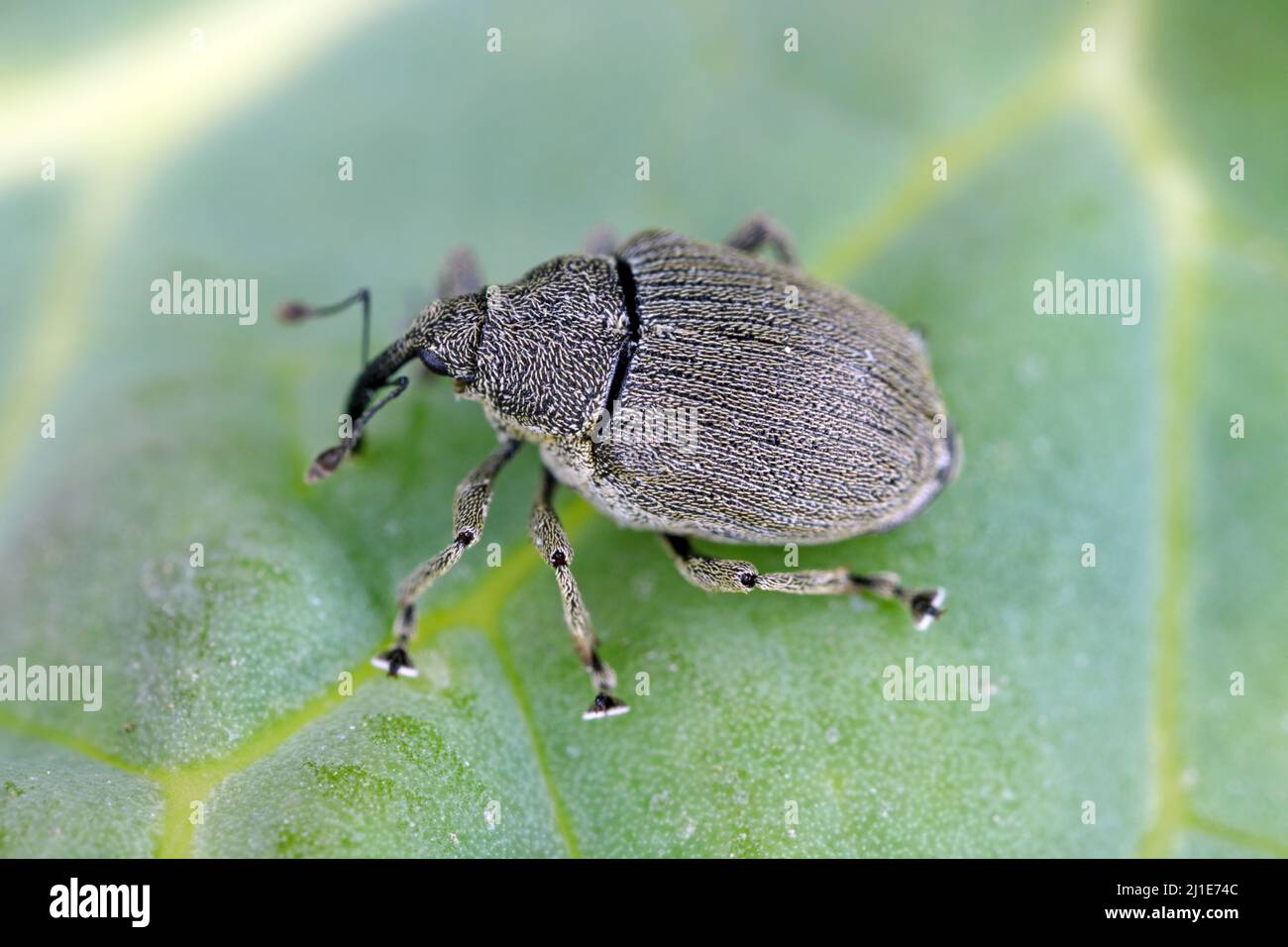 Ceutorhynchus napi weevil of beetle from family Curculionidae. This is ...