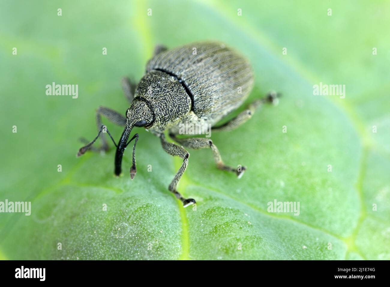 Ceutorhynchus napi weevil of beetle from family Curculionidae. This is ...