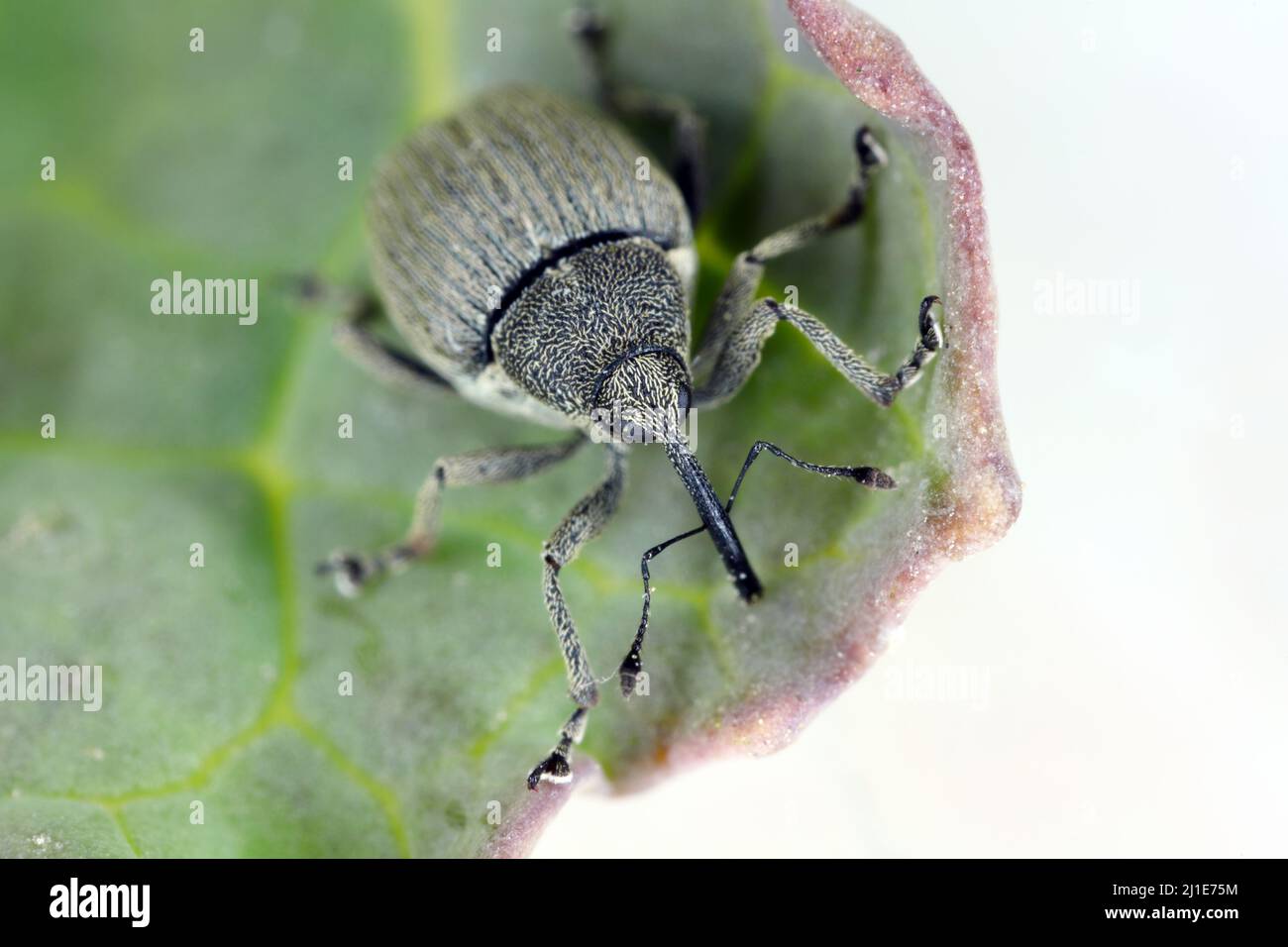 Ceutorhynchus napi weevil of beetle from family Curculionidae. This is ...