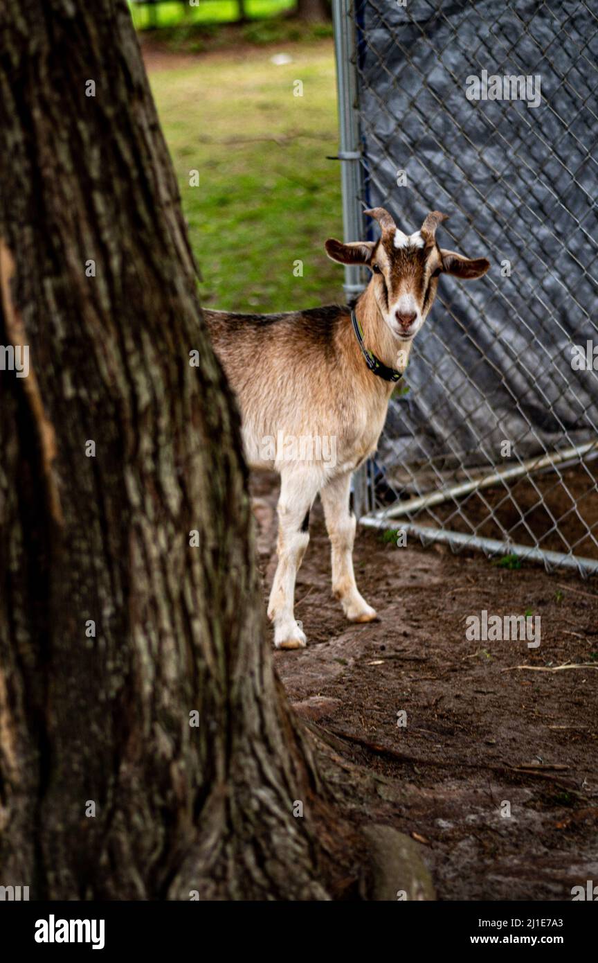 A vertical closeup of the light brown goat looking behind the tree ...
