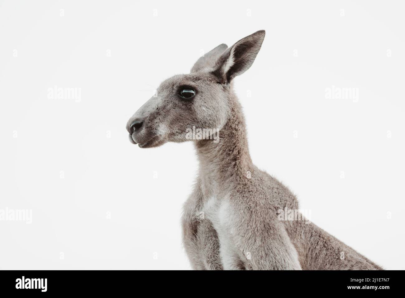 Kangaroo portrait hi-res stock photography and images - Alamy
