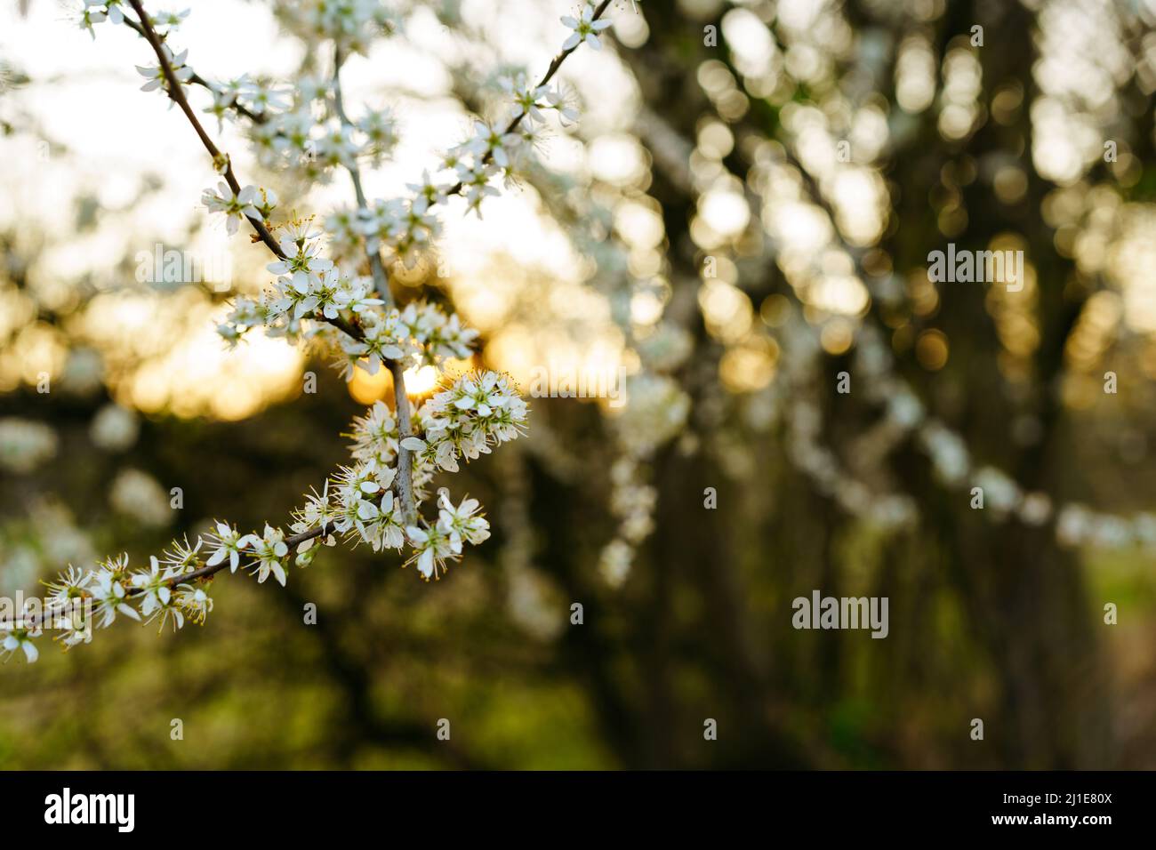 Spring flowers by sunset outside background Stock Photo - Alamy