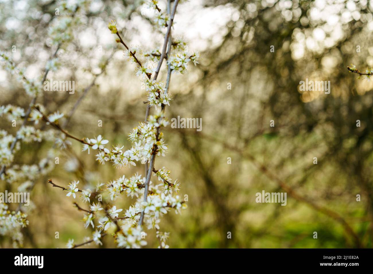 Spring flowers by sunset outside background Stock Photo - Alamy