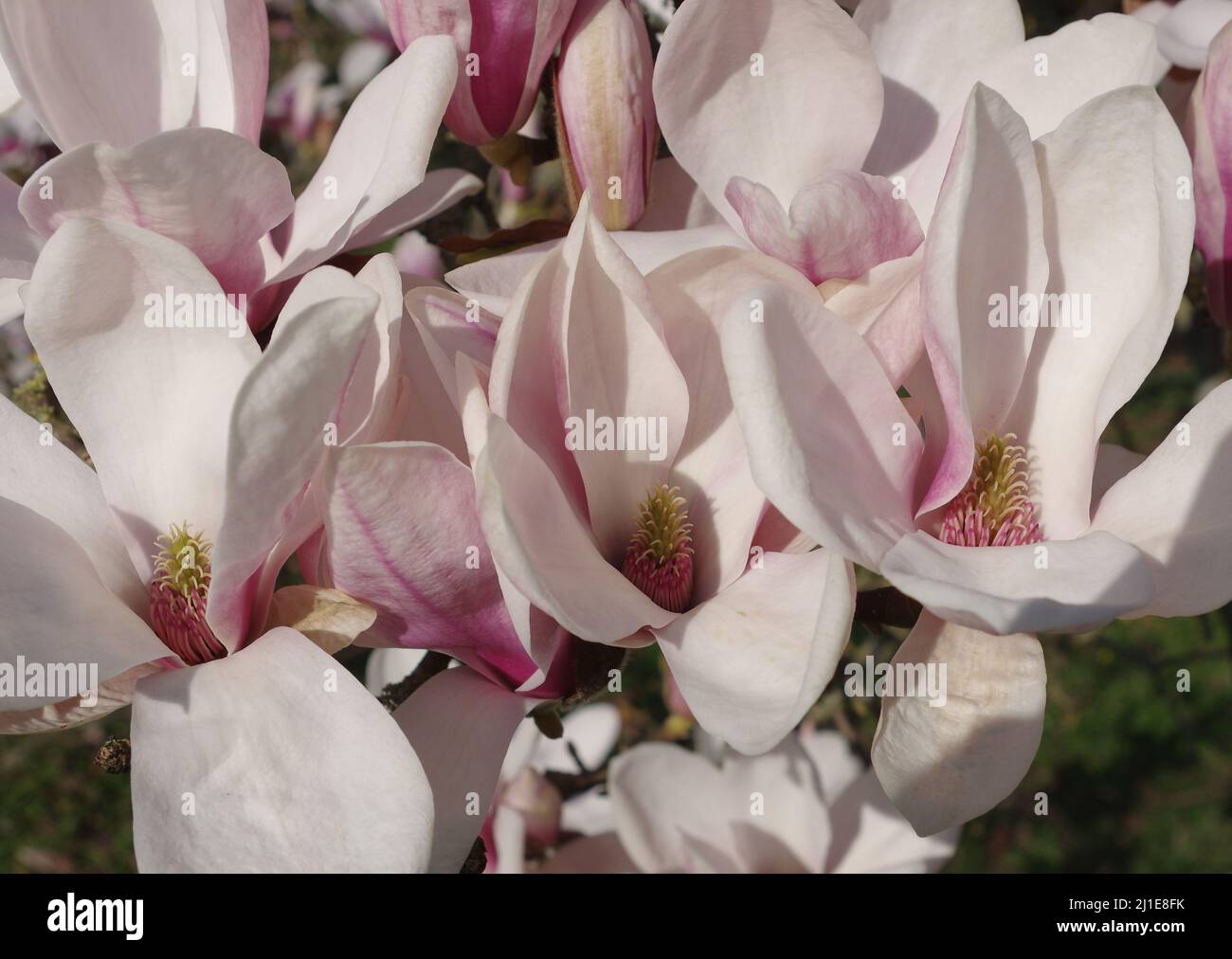 Wide opened blossoms of a magnolia tree Stock Photo - Alamy