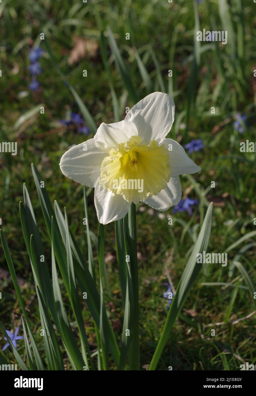 Botanical garden daffodil hi-res stock photography and images - Alamy