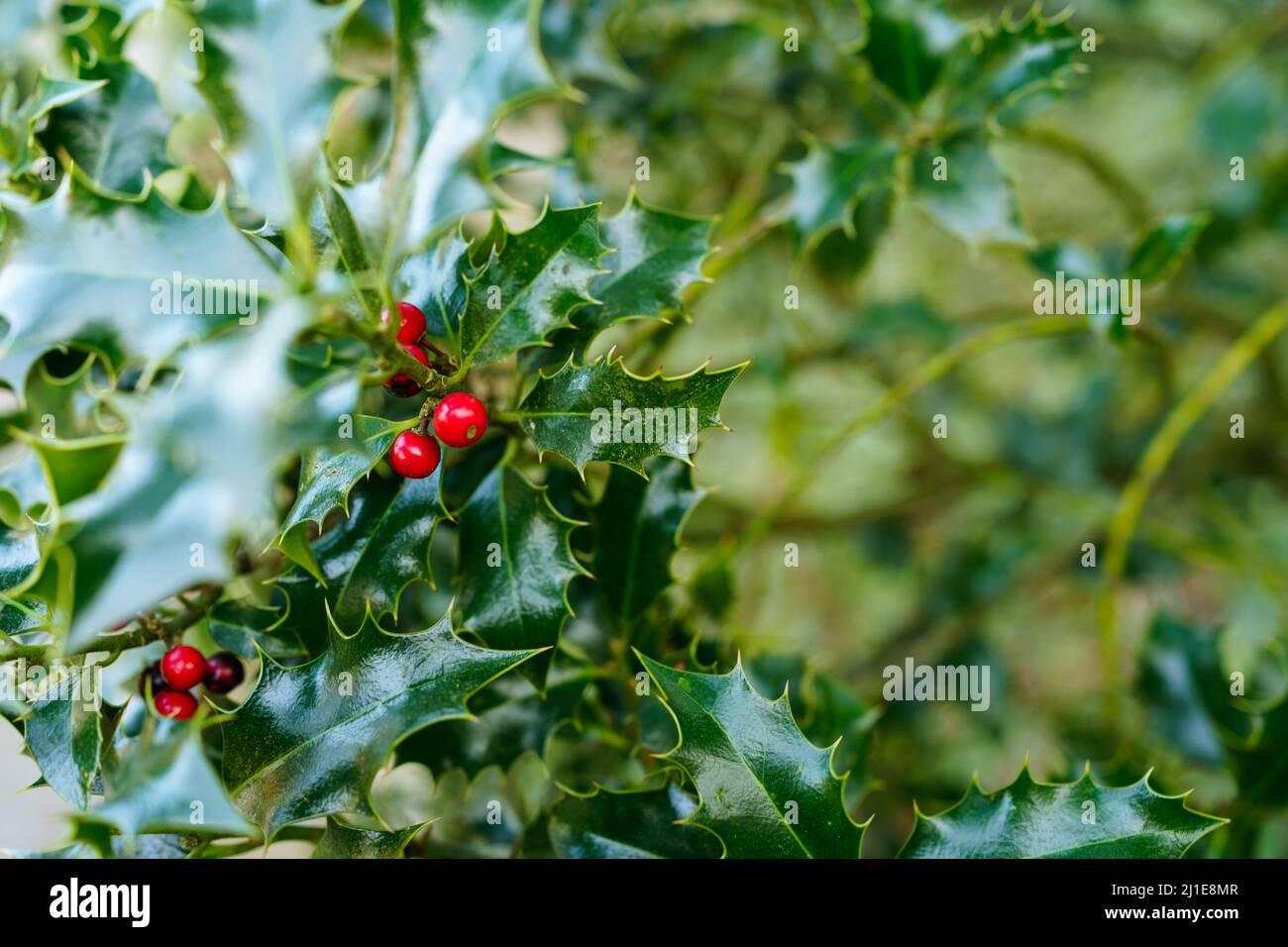 Ilex branches in spring dark green and red Berrys Stock Photo - Alamy