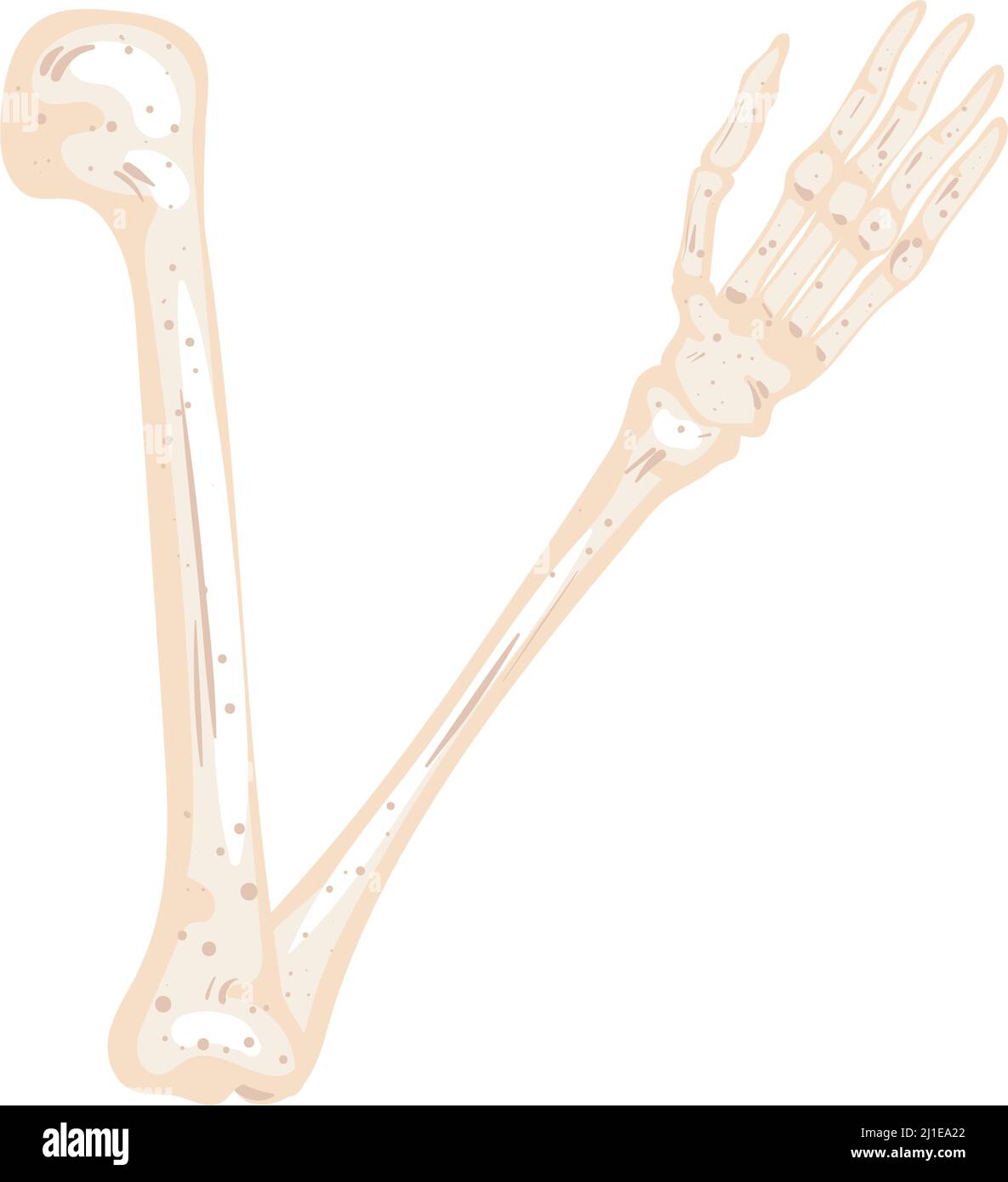 skeleton arm bone Stock Vector Image & Art - Alamy