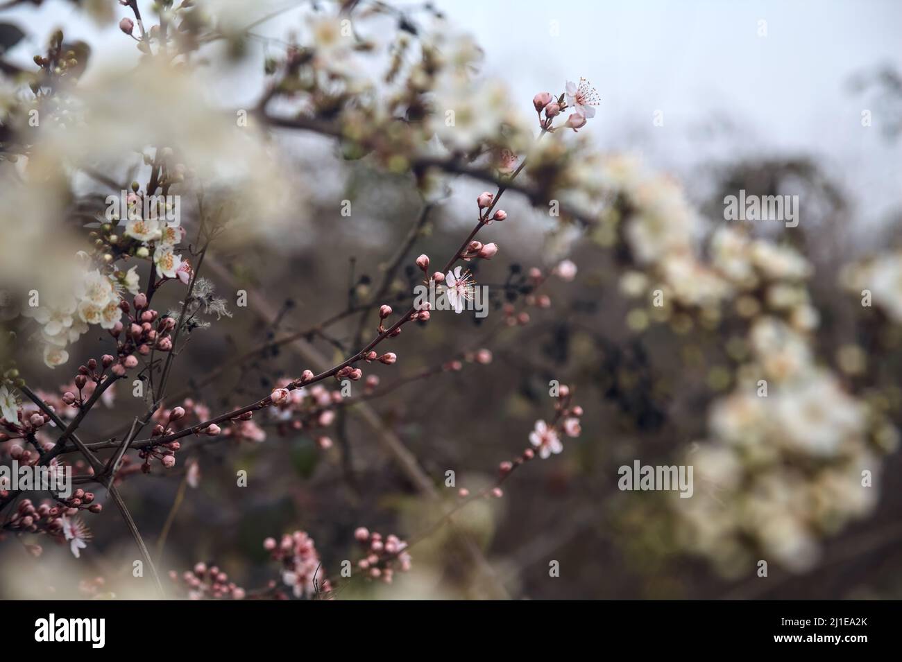 Cherry tree flowers together with plum tree flowers seen up close Stock ...