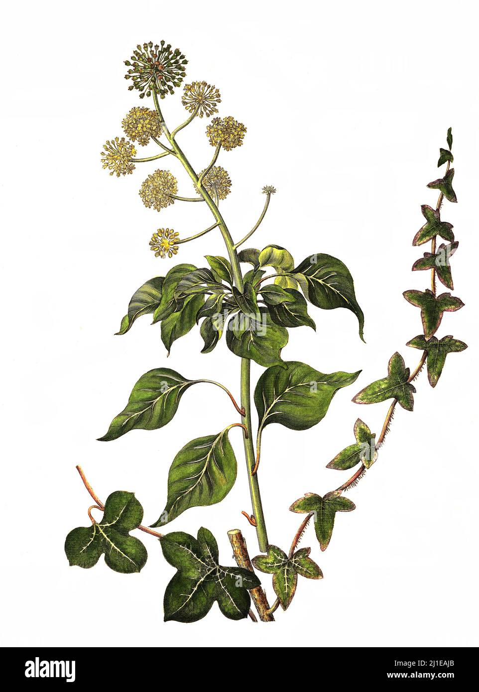 Gemeiner Efeu, auch Gewöhnlicher Efeu oder kurz Efeu, Hedera helix ...