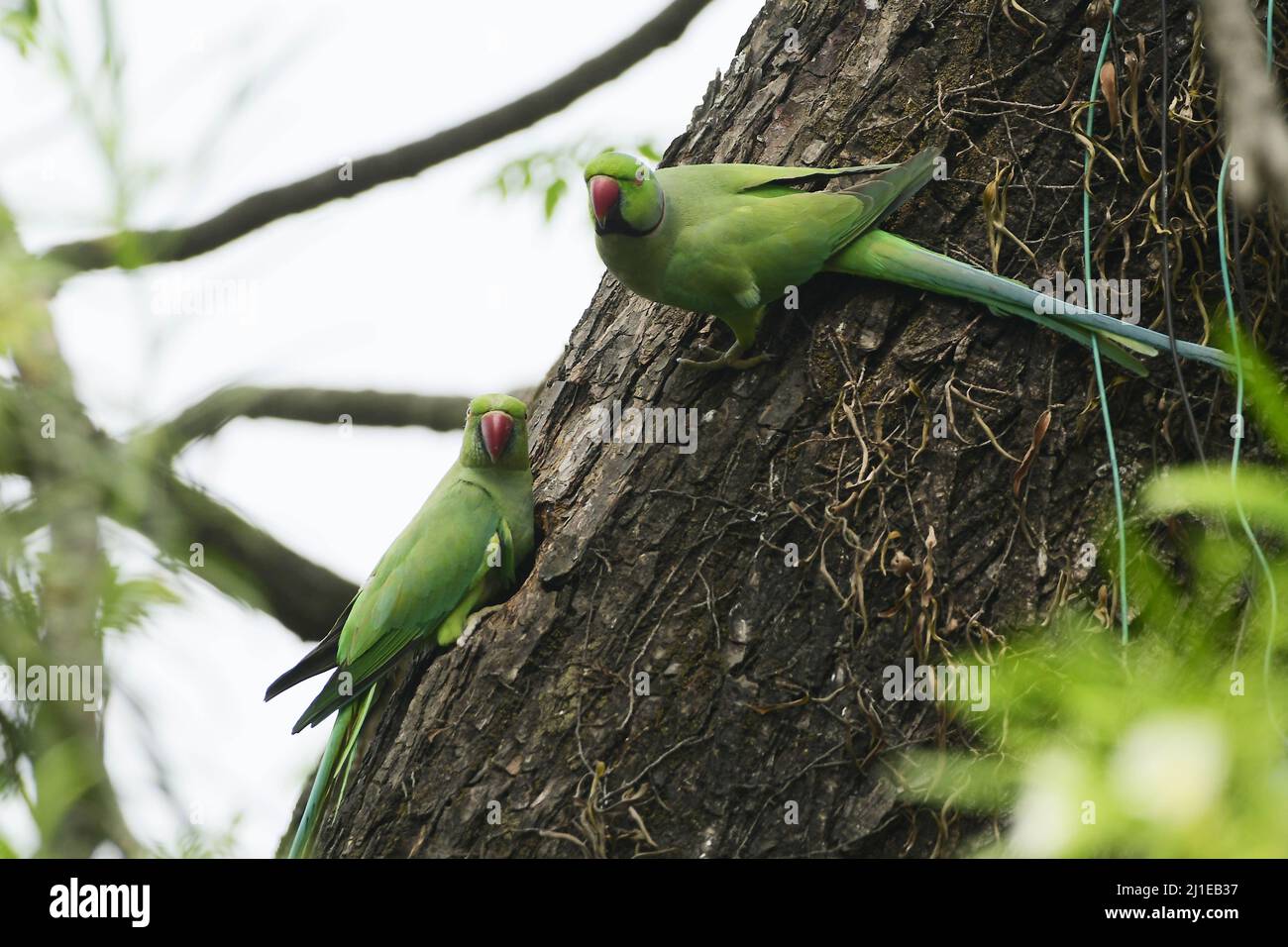 Guwahati indias northeastern state assam hi-res stock photography and ...