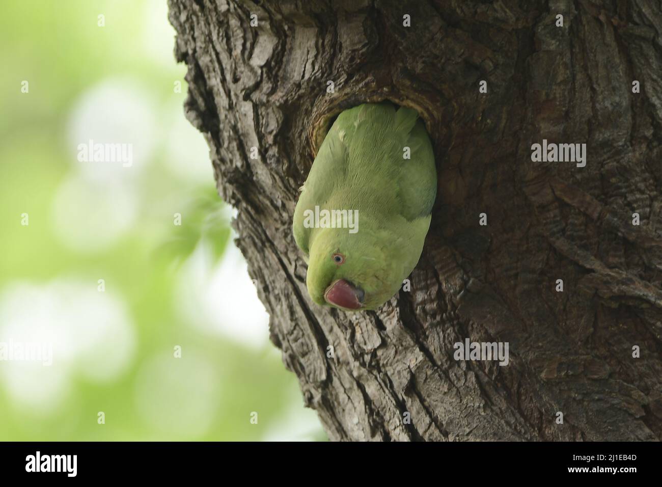 Guwahati. 25th Mar, 2022. A parrot is seen in a tree hole in Guwahati ...