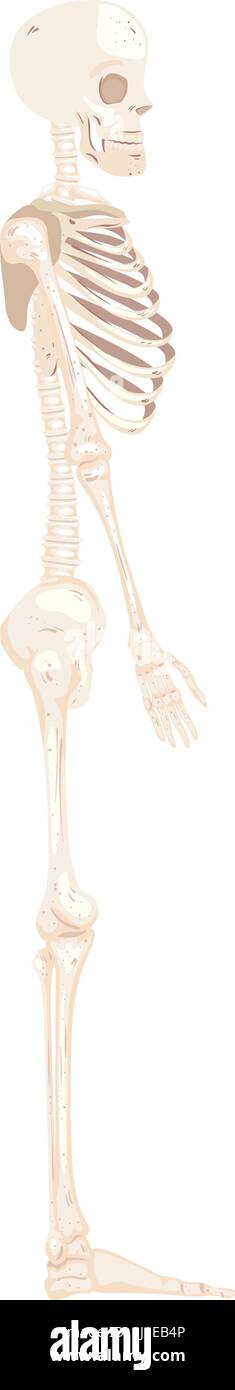 skeleton body side position Stock Vector Image & Art - Alamy