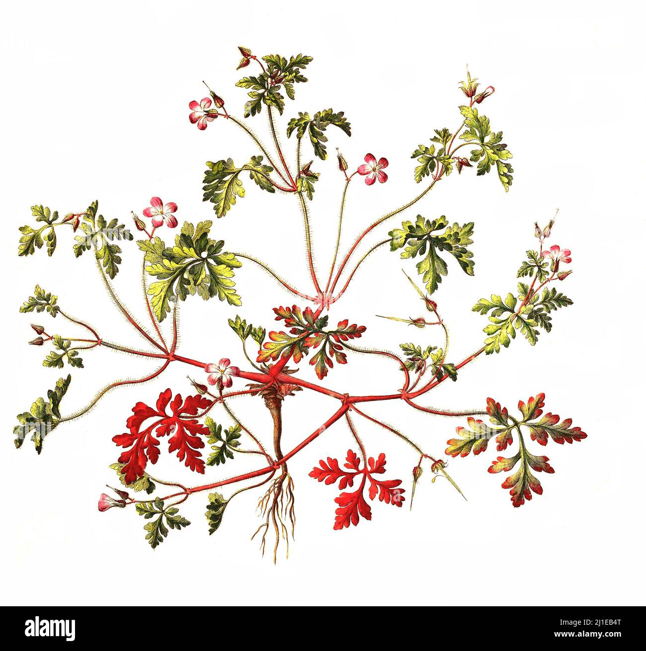 Geranium robertianum botanical illustration Cut Out Stock Images ...