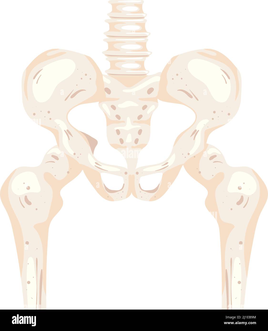 hip skeleton bones Stock Vector Image & Art - Alamy