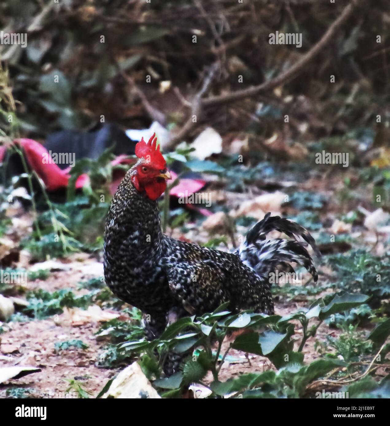 O chicken hi-res stock photography and images - Alamy