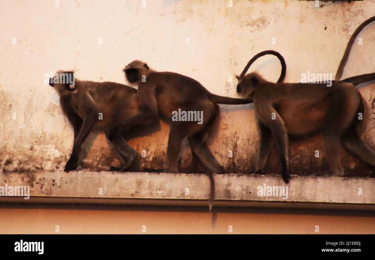 Two monkeys are meeting and one monkey is watching Stock Photo - Alamy