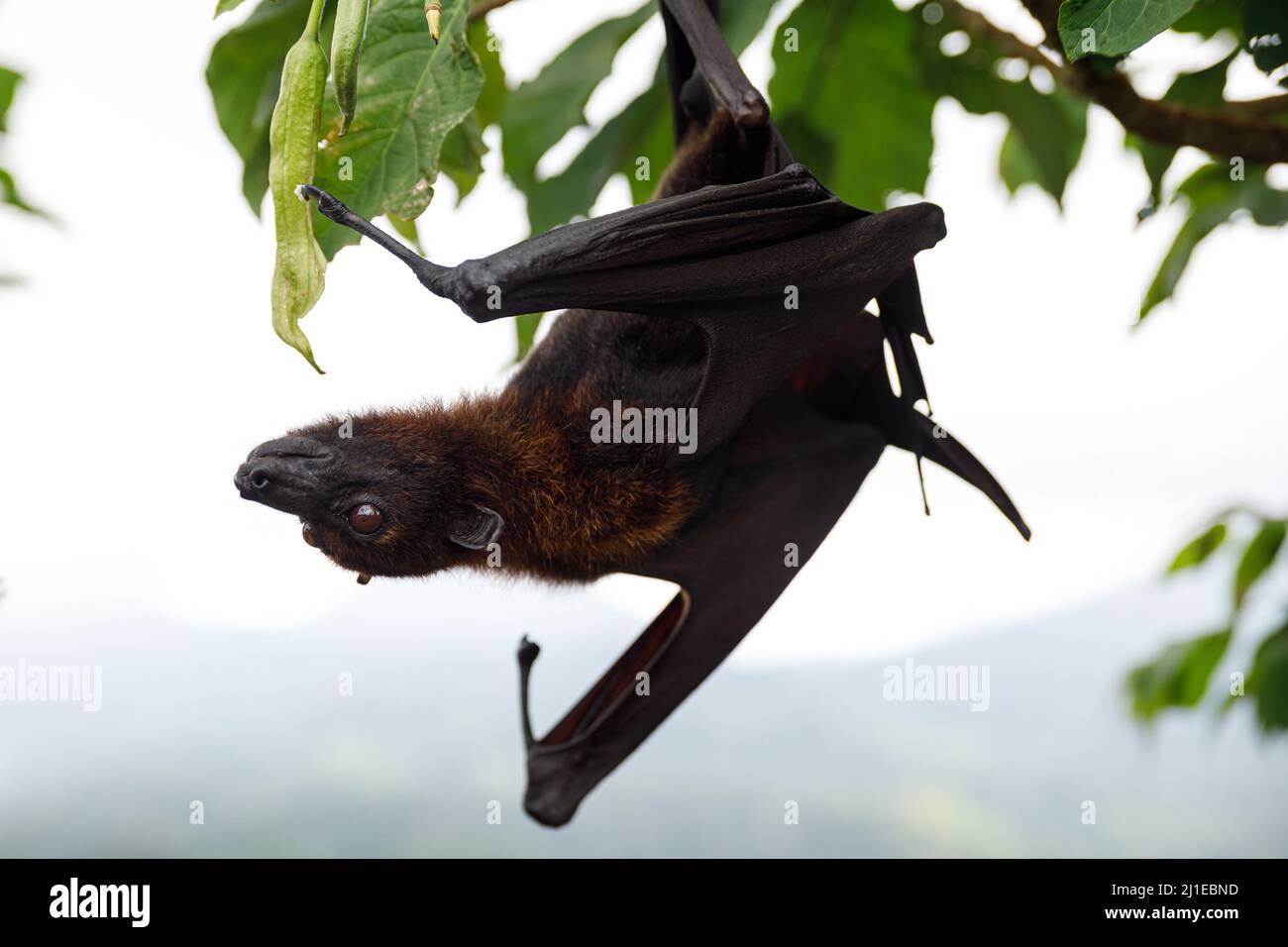 Cute flying fox hanging on the tree Stock Photo - Alamy