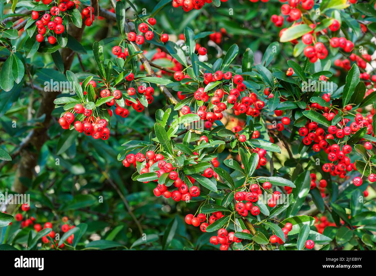 Firethorn berries. Pyracantha coccinea scarlet firethorn ornamental ...
