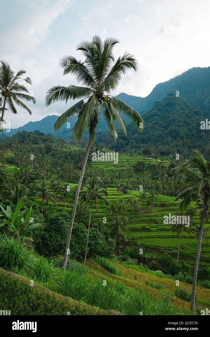Beautiful green rice terraces with a view of the landscape hi-res stock ...