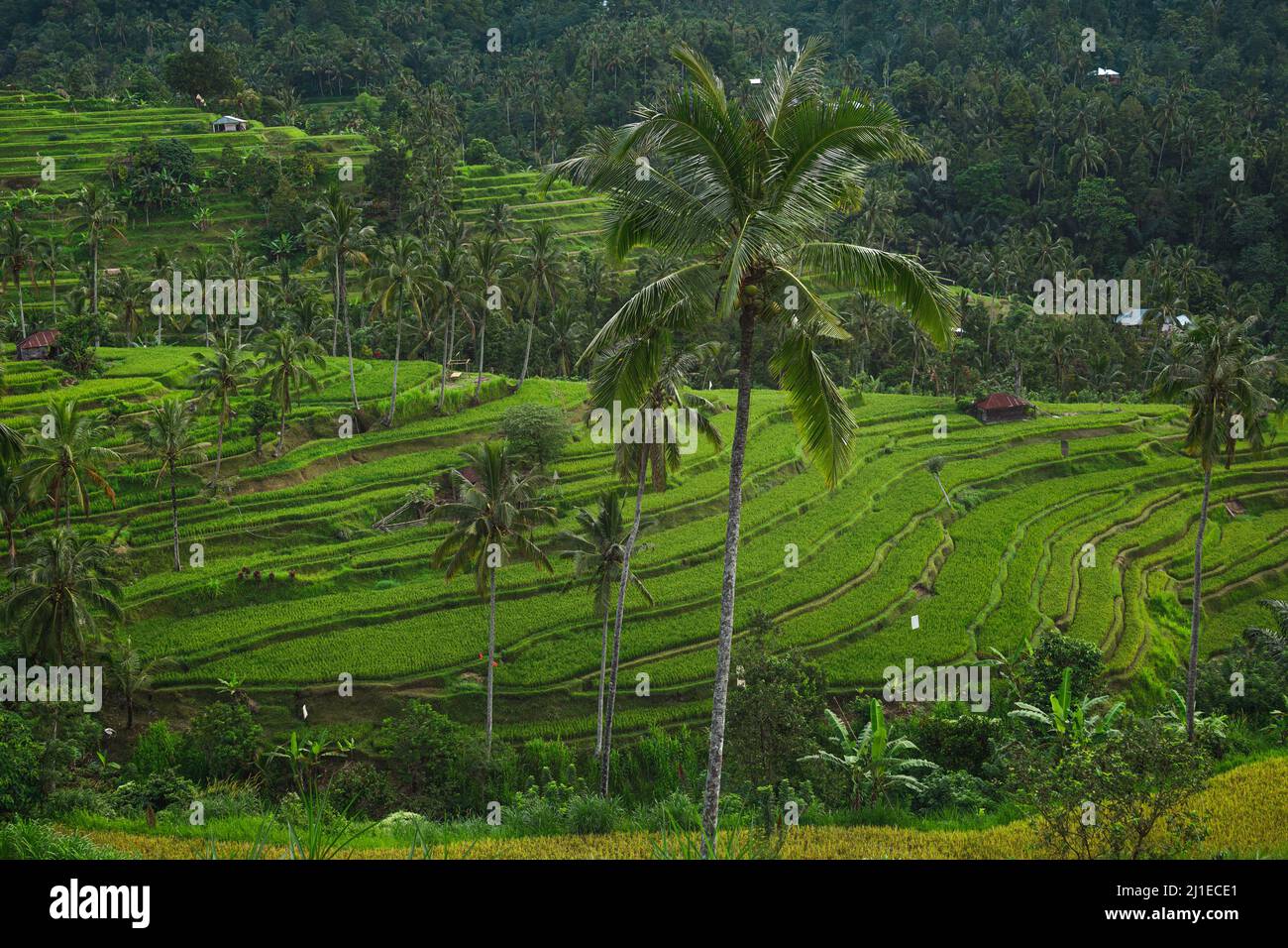 Beautiful view of rice terraces with a palm trees Stock Photo - Alamy