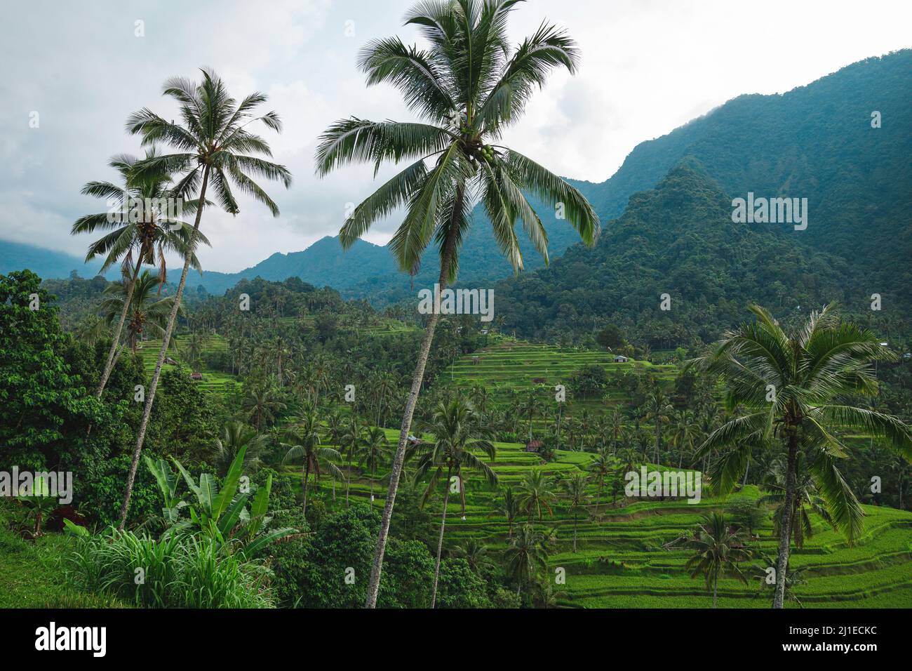 Beautiful view of rice terraces with a palm trees Stock Photo - Alamy