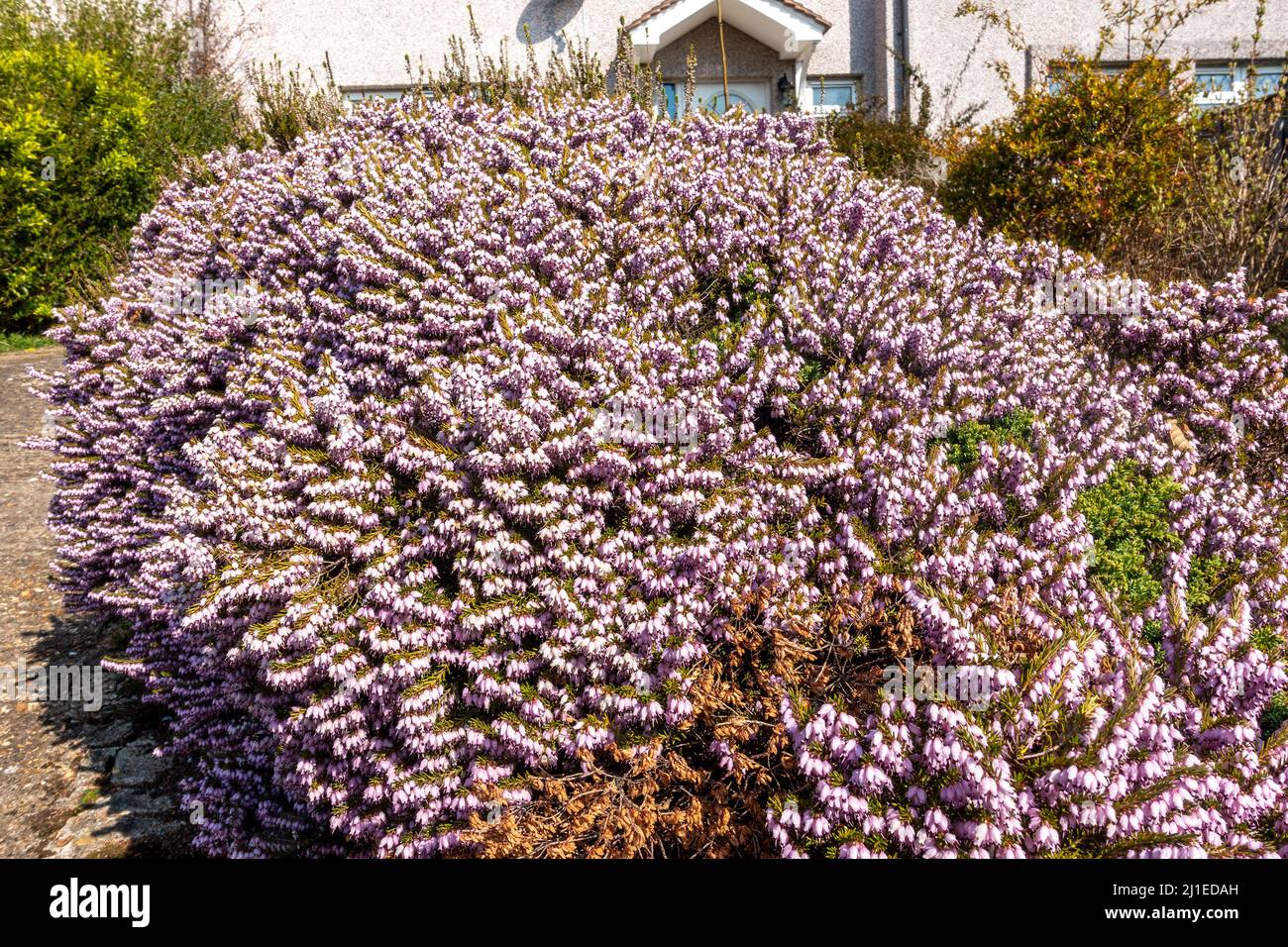 Pink heath shrub flowering in spring Stock Photo - Alamy