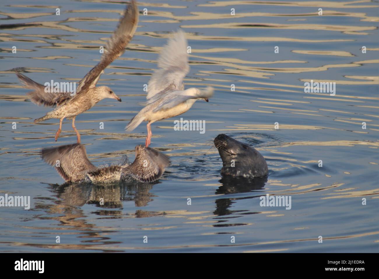 Seal and seagulls in harbour Stock Photo - Alamy
