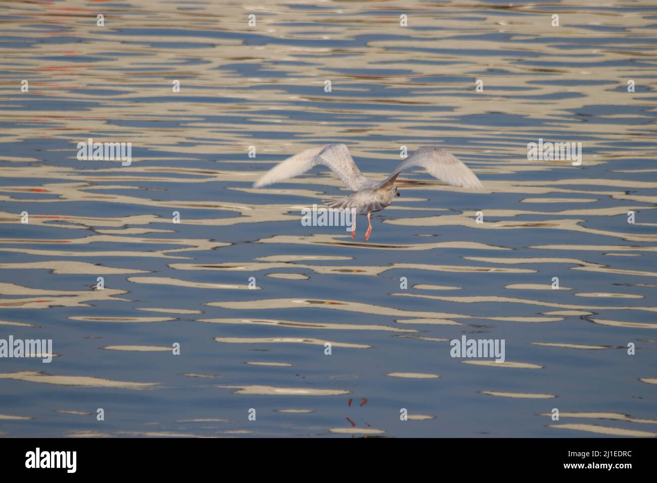 Seagull flying over sea Stock Photo - Alamy