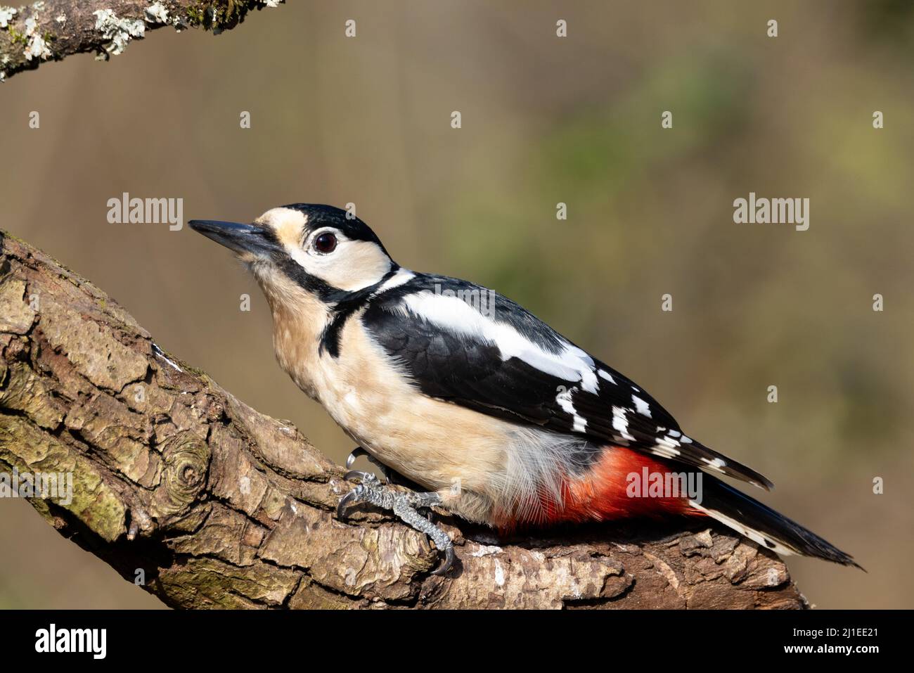 Great Spotted Woodpecker Dendrocopos major Stock Photo - Alamy
