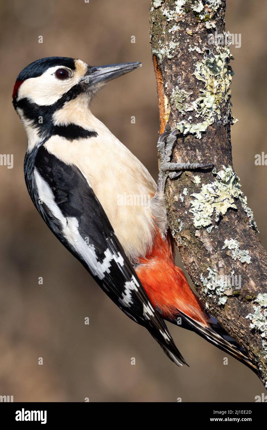 Great Spotted Woodpecker Dendrocopos major Stock Photo - Alamy