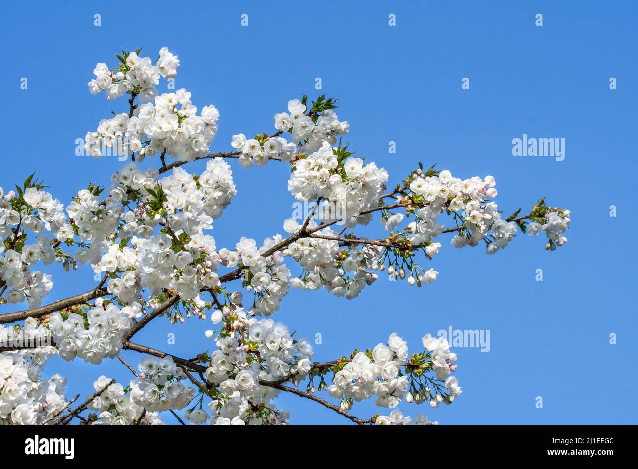 Japanese cherry tree (Prunus serrulata) blooming in park showing white ...