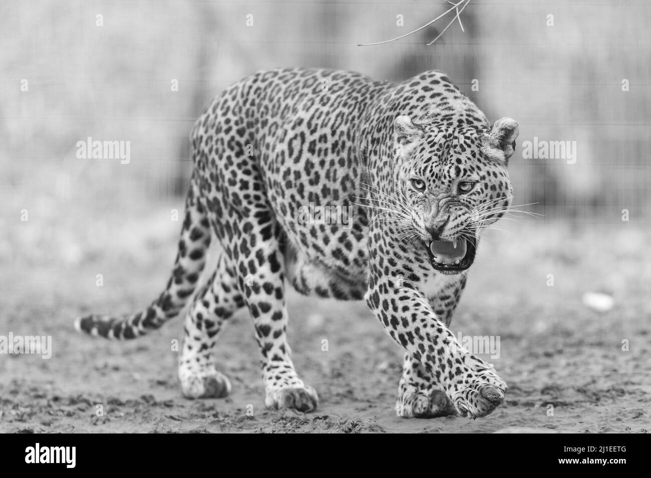 Spot the leopard illustration Black and White Stock Photos & Images - Alamy