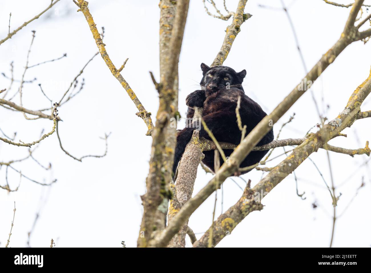 Black panther in tree hi-res stock photography and images - Alamy