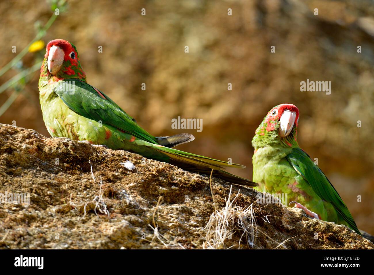 Two Mitred Parakeets, Psittacara mitratus or Aratinga mitrata, on rock ...