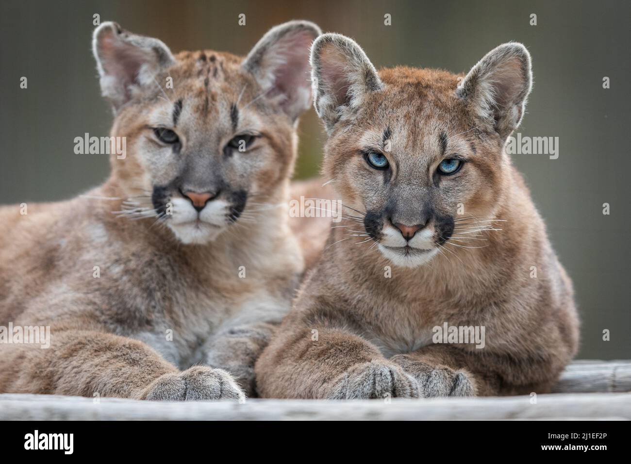 Puma mexico hi-res stock photography and images - Alamy
