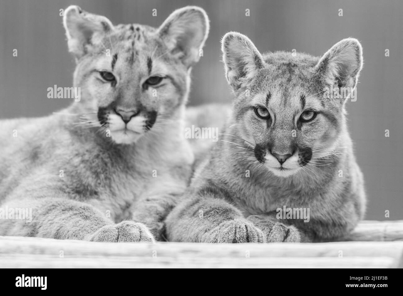 Puma portrait Black and White Stock Photos & Images - Alamy