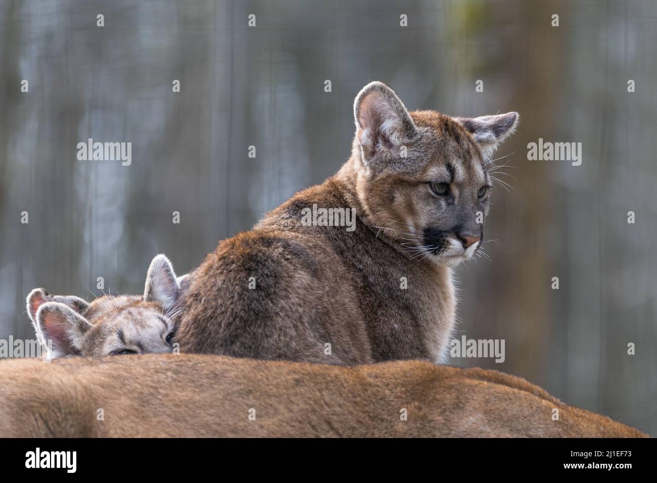 Puma mexico hi-res stock photography and images - Alamy