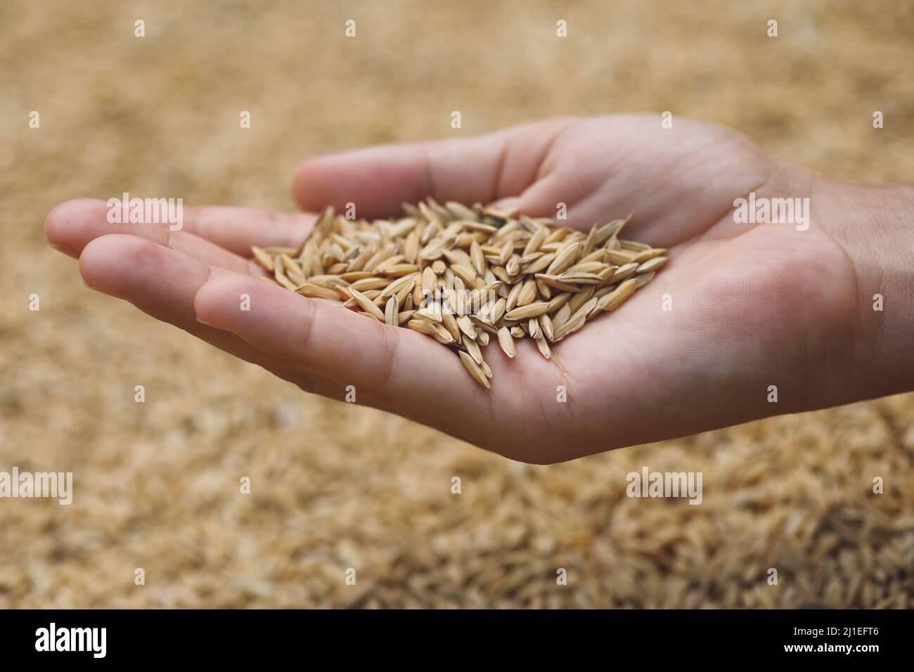 Harvest of ripe rice grains in female hand Stock Photo - Alamy