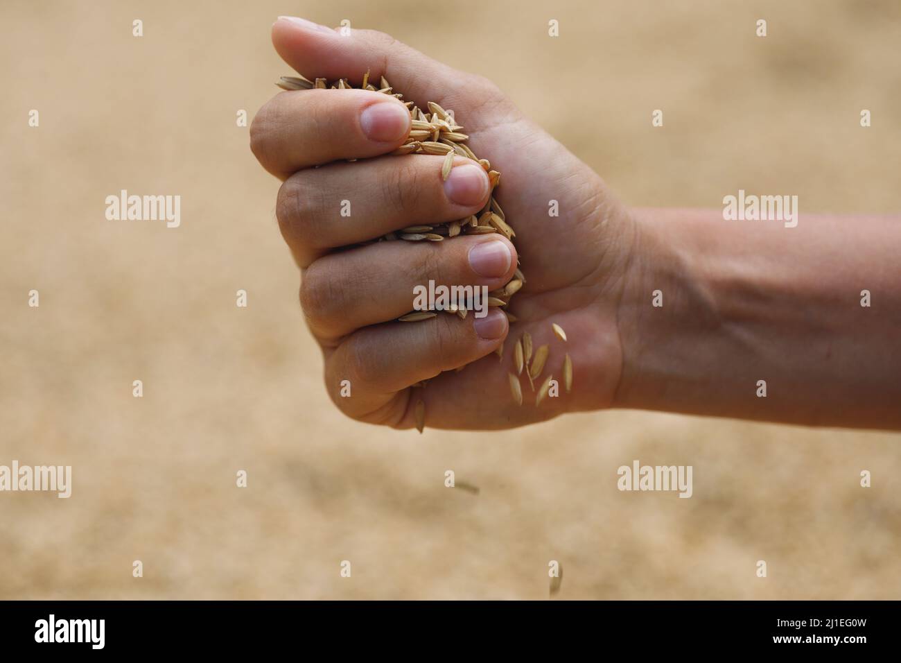 Harvest of ripe rice grains in female hand Stock Photo - Alamy