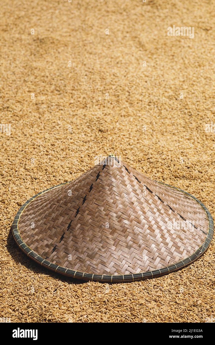 Tradition Asian conical hat and rice harvest Stock Photo - Alamy