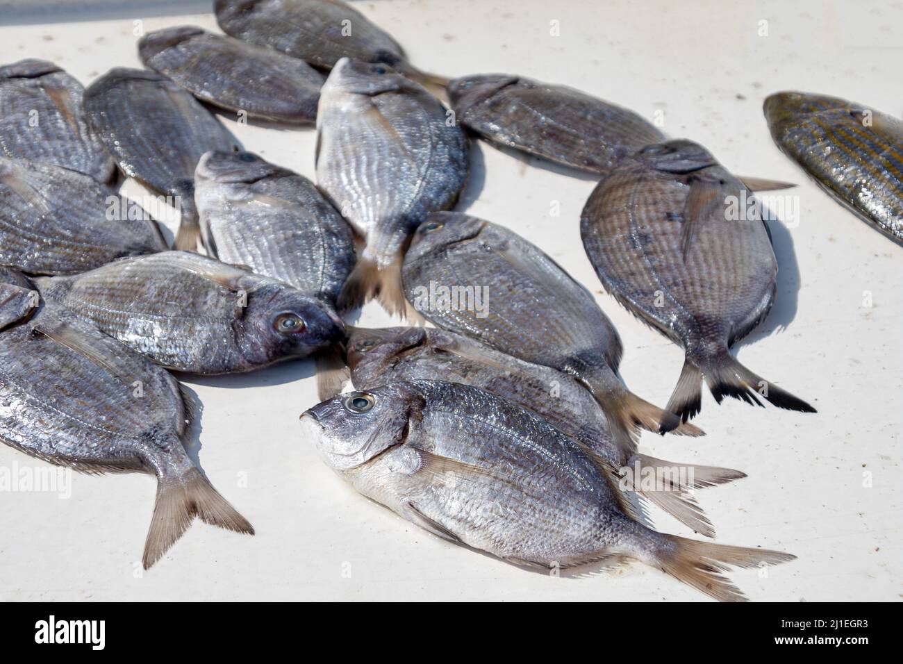 fresh fish at the market in water Stock Photo - Alamy